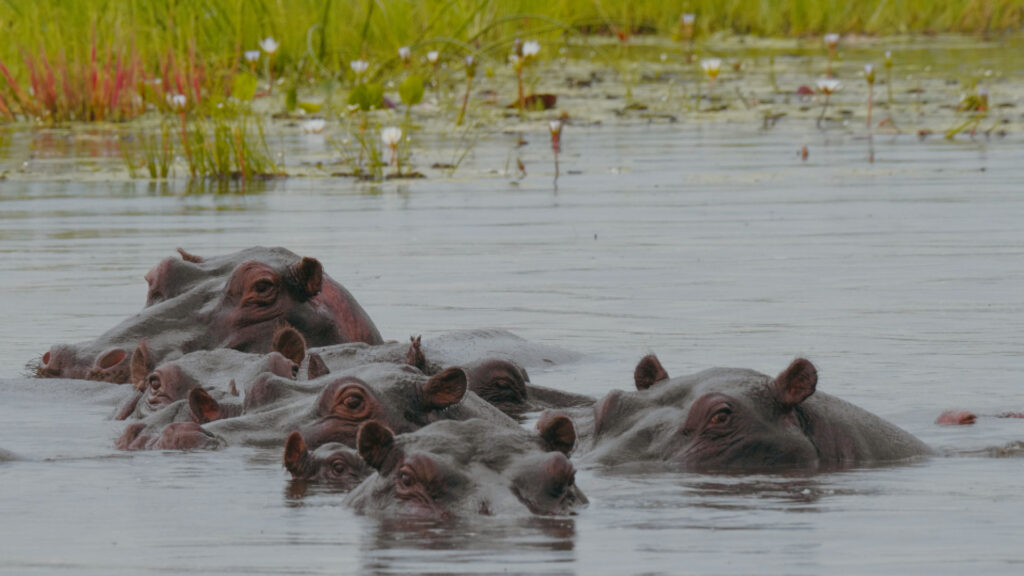 Hippos Fly South Copy | Flying Hippo